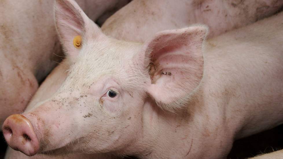 Ceva › Welke rol speelt Mycoplasma hyopneumoniae (M. hyo) bij het ...