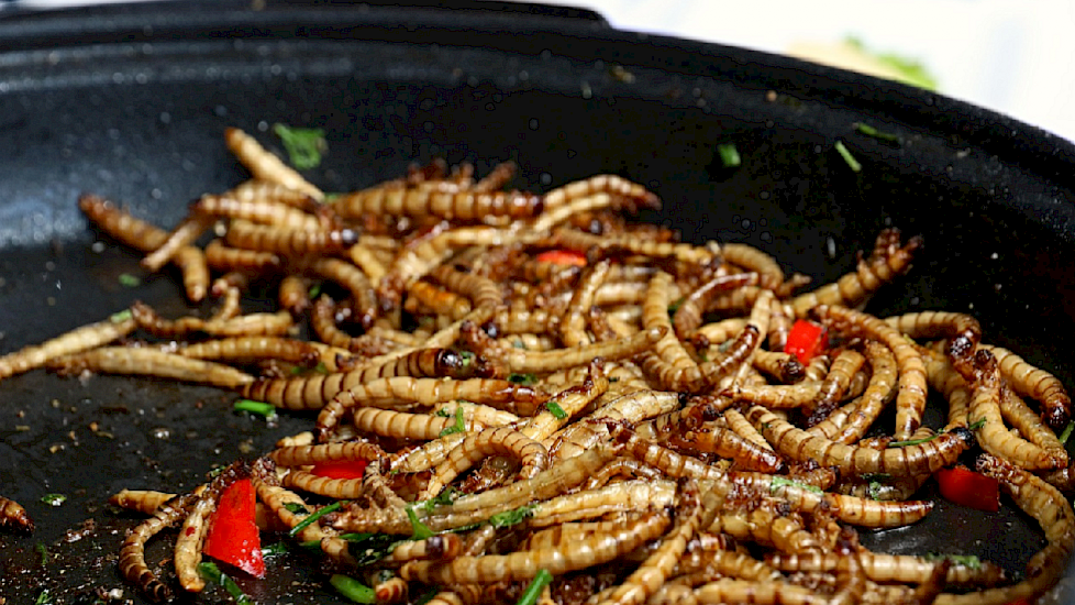 Europeanen moeten minder vlees en meer algen en insecten eten ...