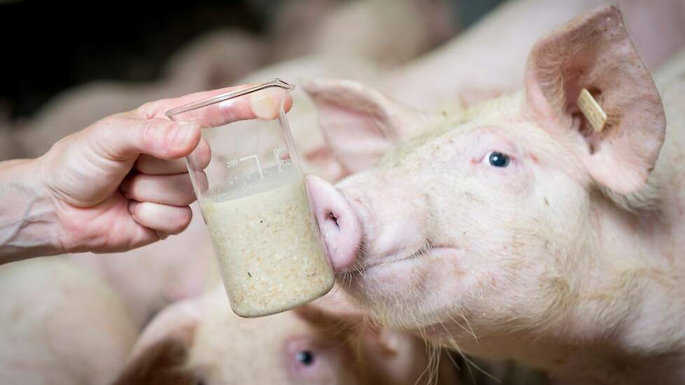 ForFarmers › Video: Wist u dit al over gefermenteerd varkensvoer ...