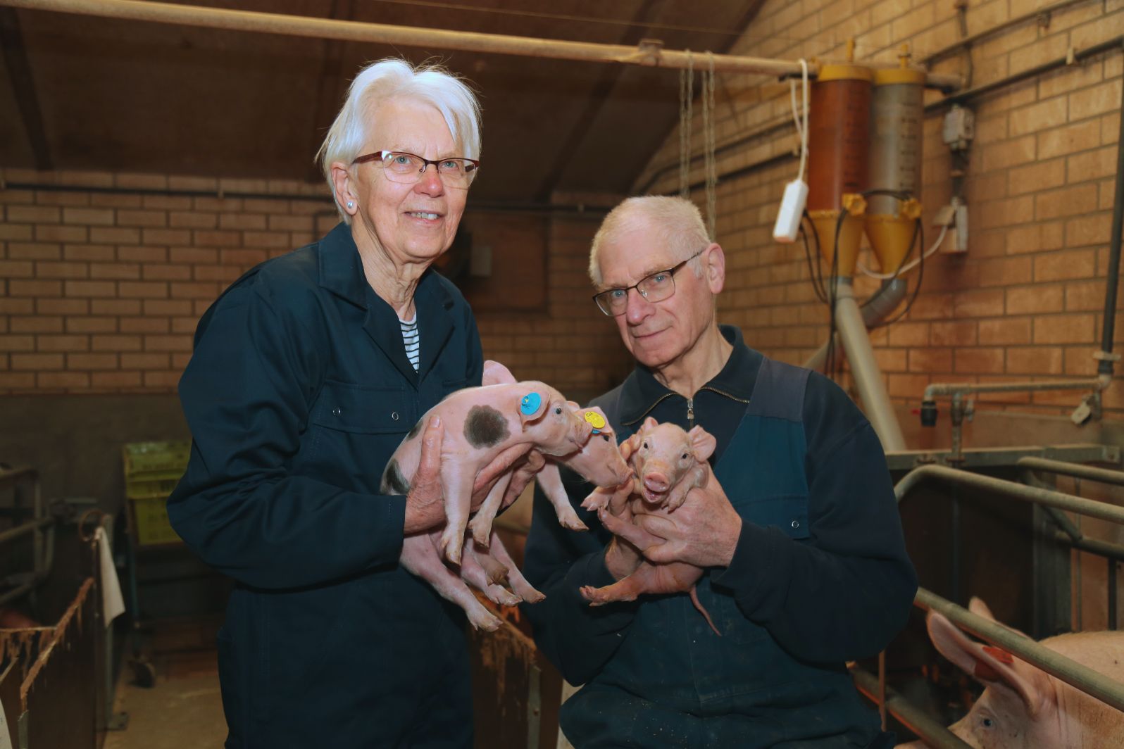Fotoserie: 99 procent van de gespeende biggen gezond afgeleverd door ...