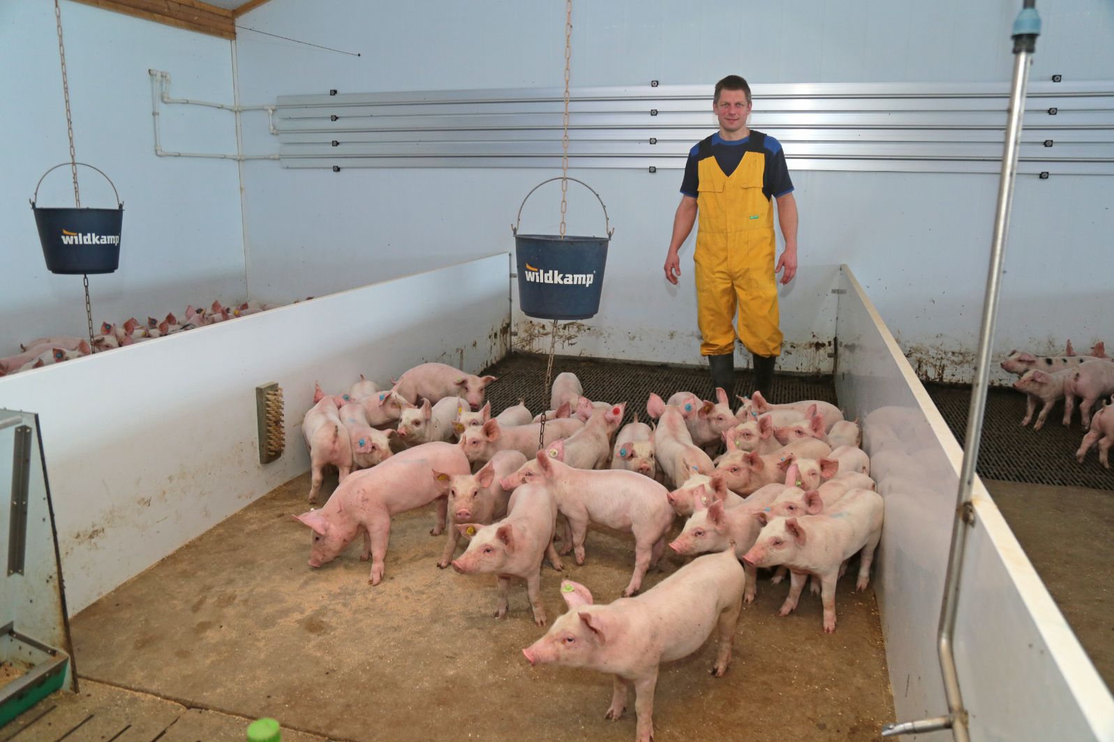 Fotoserie: 99 procent van de gespeende biggen gezond afgeleverd door ...