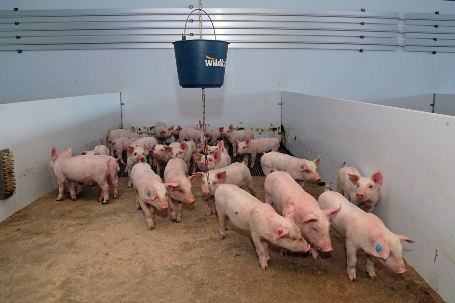 Fotoserie: 99 procent van de gespeende biggen gezond afgeleverd door ...