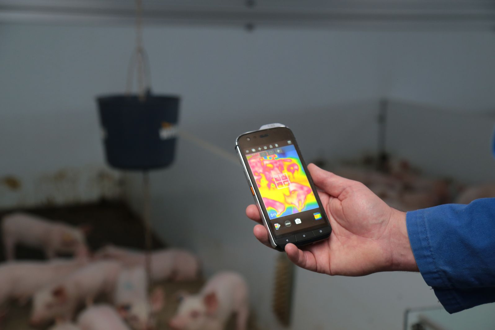 Fotoserie: 99 procent van de gespeende biggen gezond afgeleverd door ...