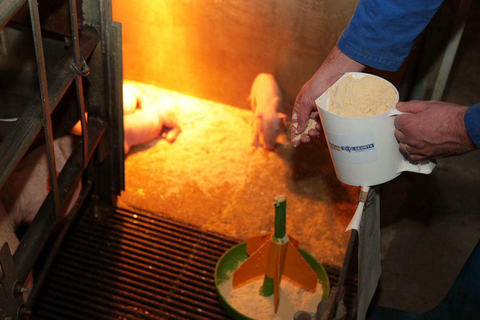 Fotoserie: 99 procent van de gespeende biggen gezond afgeleverd door ...