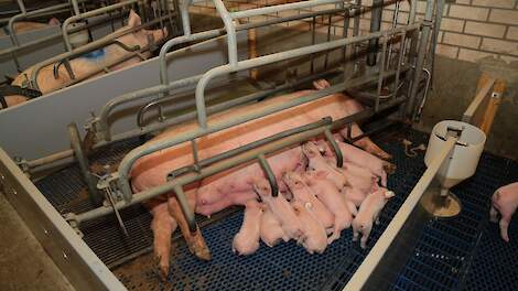 Brits ministerie pleit voor verbod op export van levende dieren voor ...