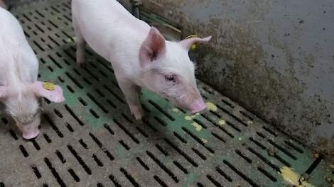 Ceva › Video: PCR-test op omgevingsmonster leert u of coccidiose op uw ...