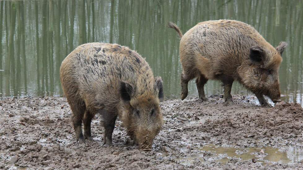 Zeven nieuwe AVP gevallen in Spanje | Pigbusiness.nl - Nieuws voor ...