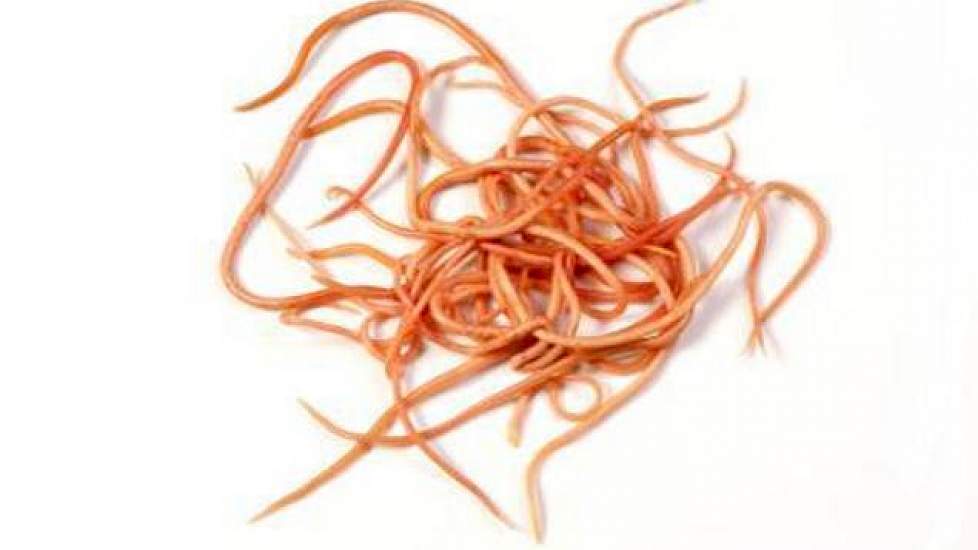 MSD Animal Health › 10 tips voor de bestrijding van spoelwormen ...