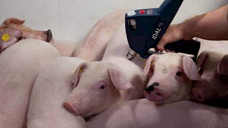 MSD Animal Health › Nieuwe IDAL nog eenvoudiger en efficiënter in ...