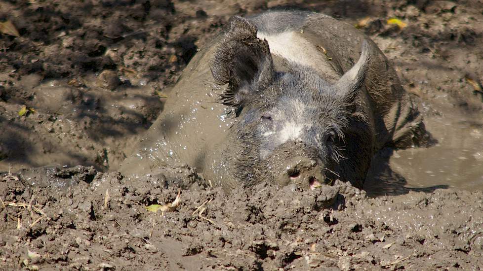 PvdD wil modderbaden tegen hittestress | Pigbusiness.nl - Nieuws voor ...